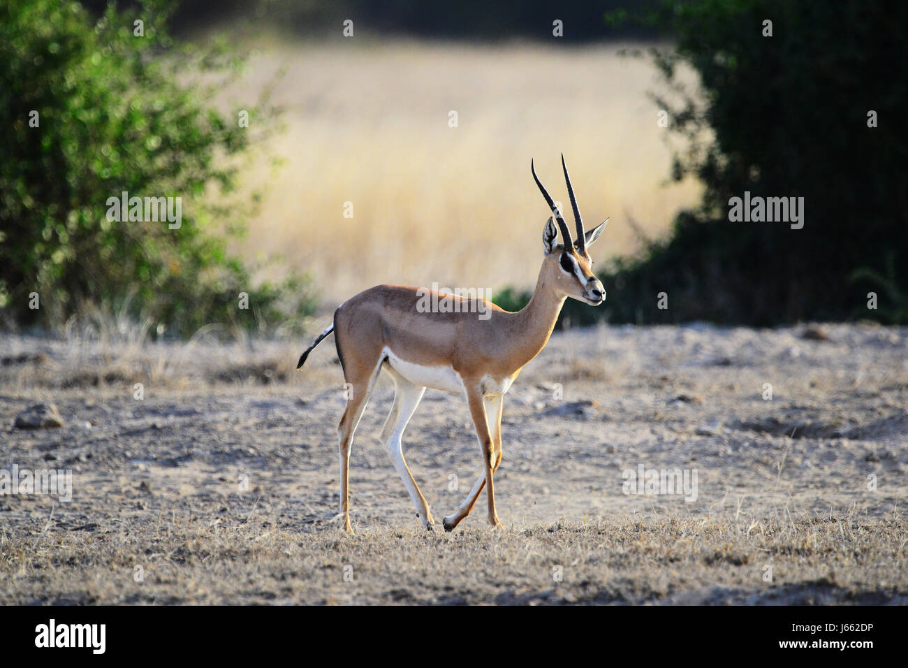 Antelope type animals hi-res stock photography and images - Alamy