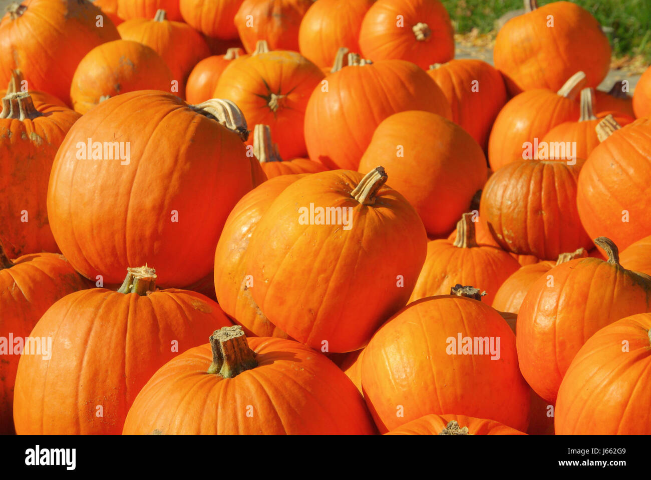 halloween pumpkin format-filling structure thanksgiving backdrop ...