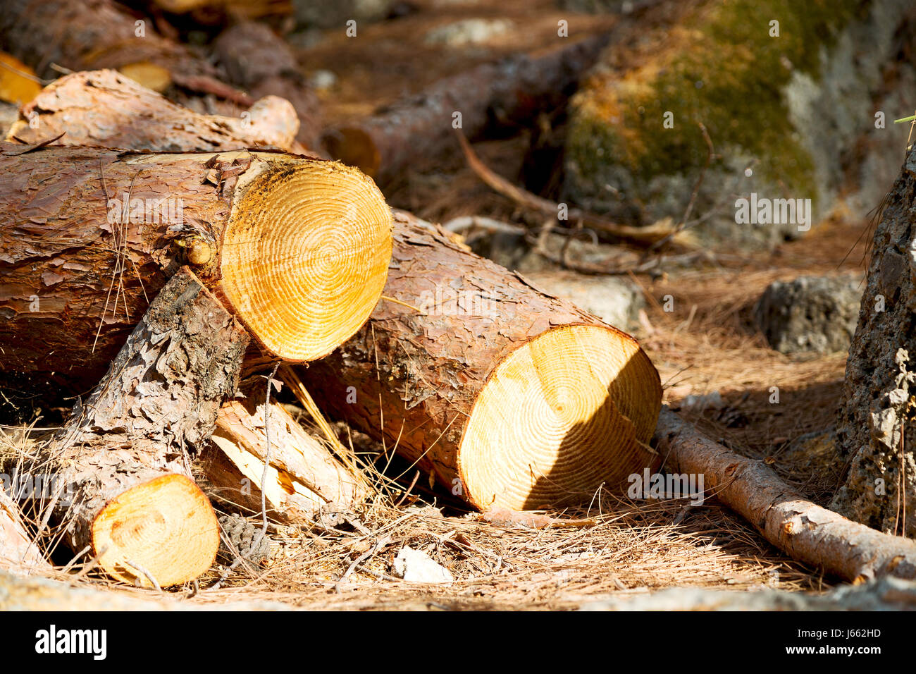 in the forest some cut trees and neddles like abstract background Stock ...