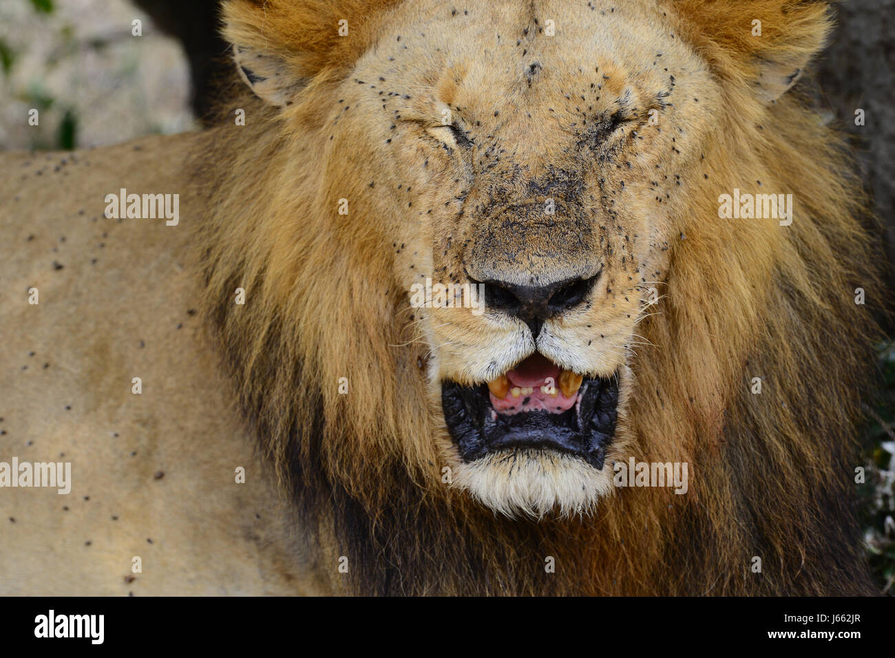 Furious Lion Stock Photos & Furious Lion Stock Images - Alamy