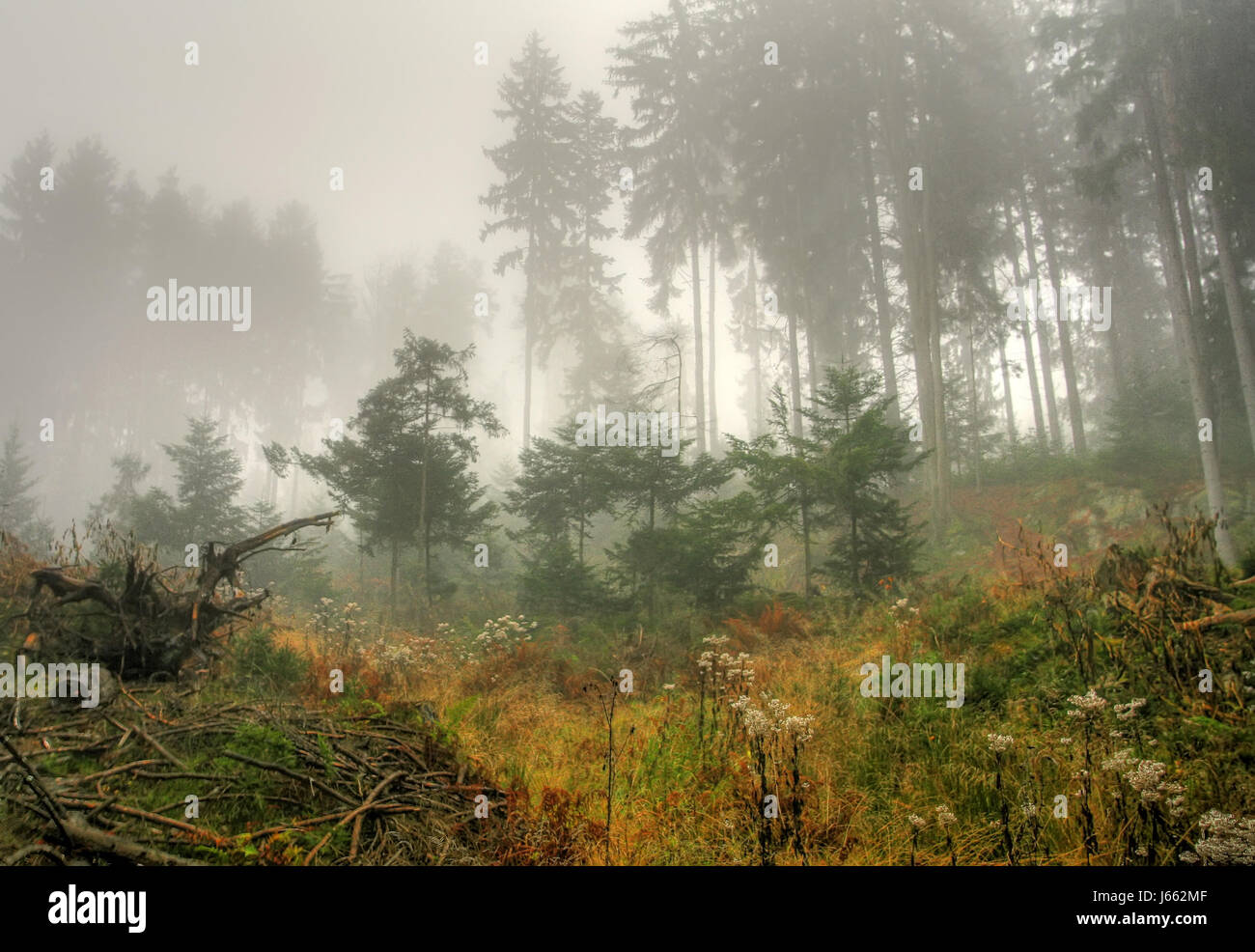 cold fog melancholic november muddily forest fall autumn tree trees ...