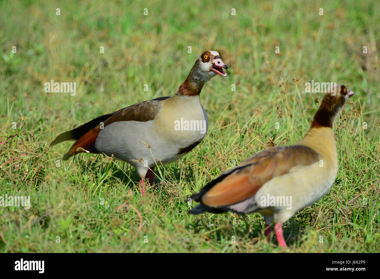 Egyptian holy geese hi-res stock photography and images - Alamy