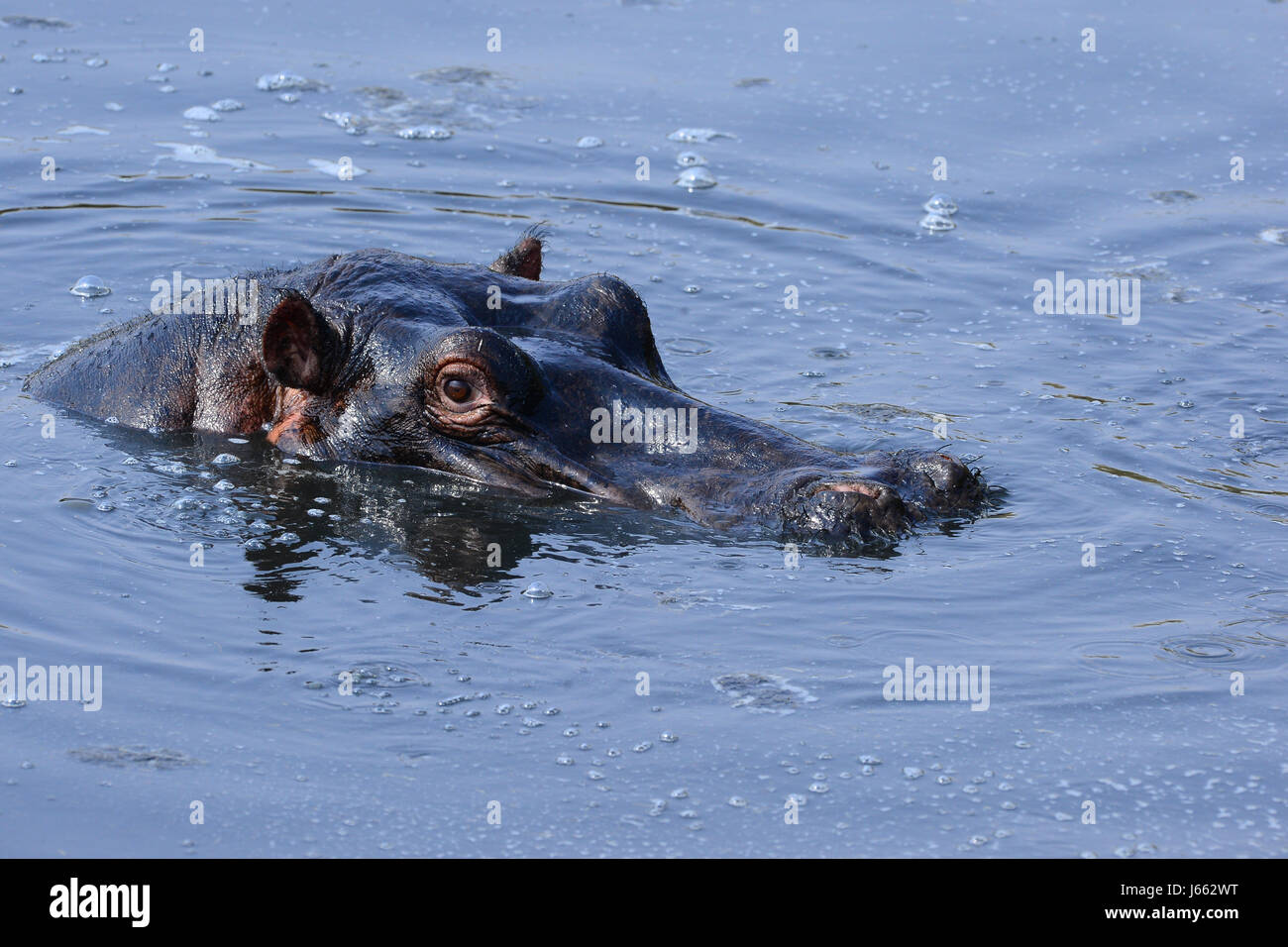 Hippopotamus Water Feature High Resolution Stock Photography and Images ...