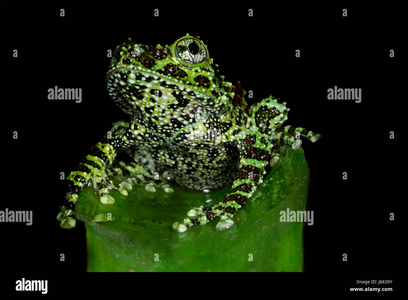 green frog to camouflage toad green asia virgin forest eyes frog moss ...