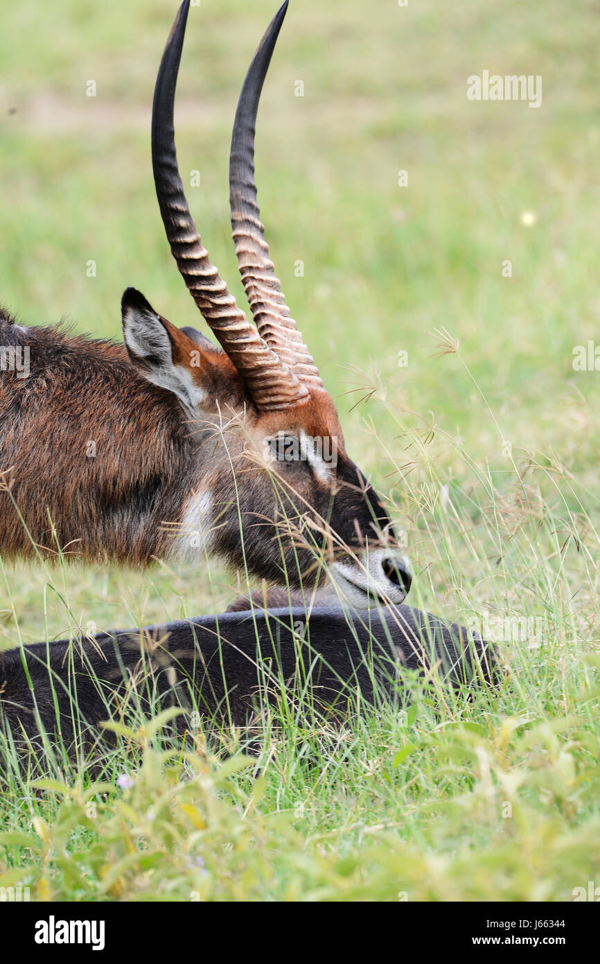 East african kob hi-res stock photography and images - Alamy