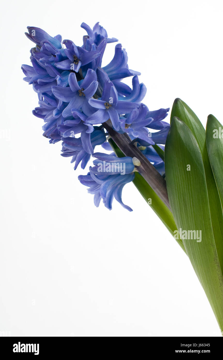 blue flower plant easter purple season hyacinth blue studio photography ...