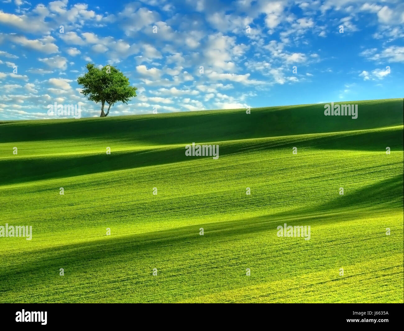 tree field spring sunshine landscape scenery countryside nature clouds ...