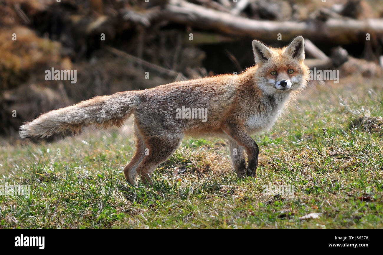 mammal eyes predator fox vixen animal mammal wild skin dog muzzle ...