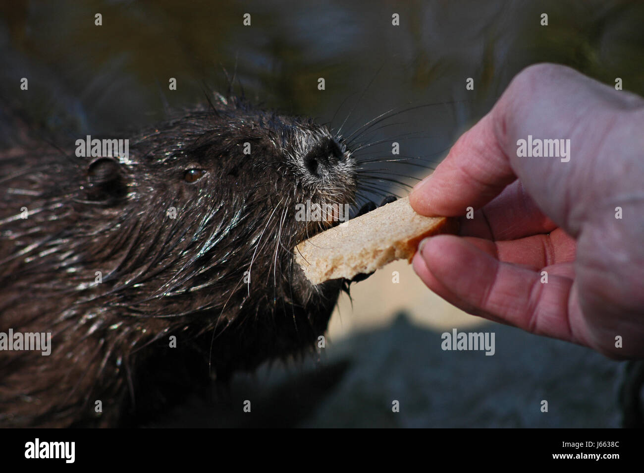 nutria food aliment bread hand finger fodder animal rodent skin wet to ...