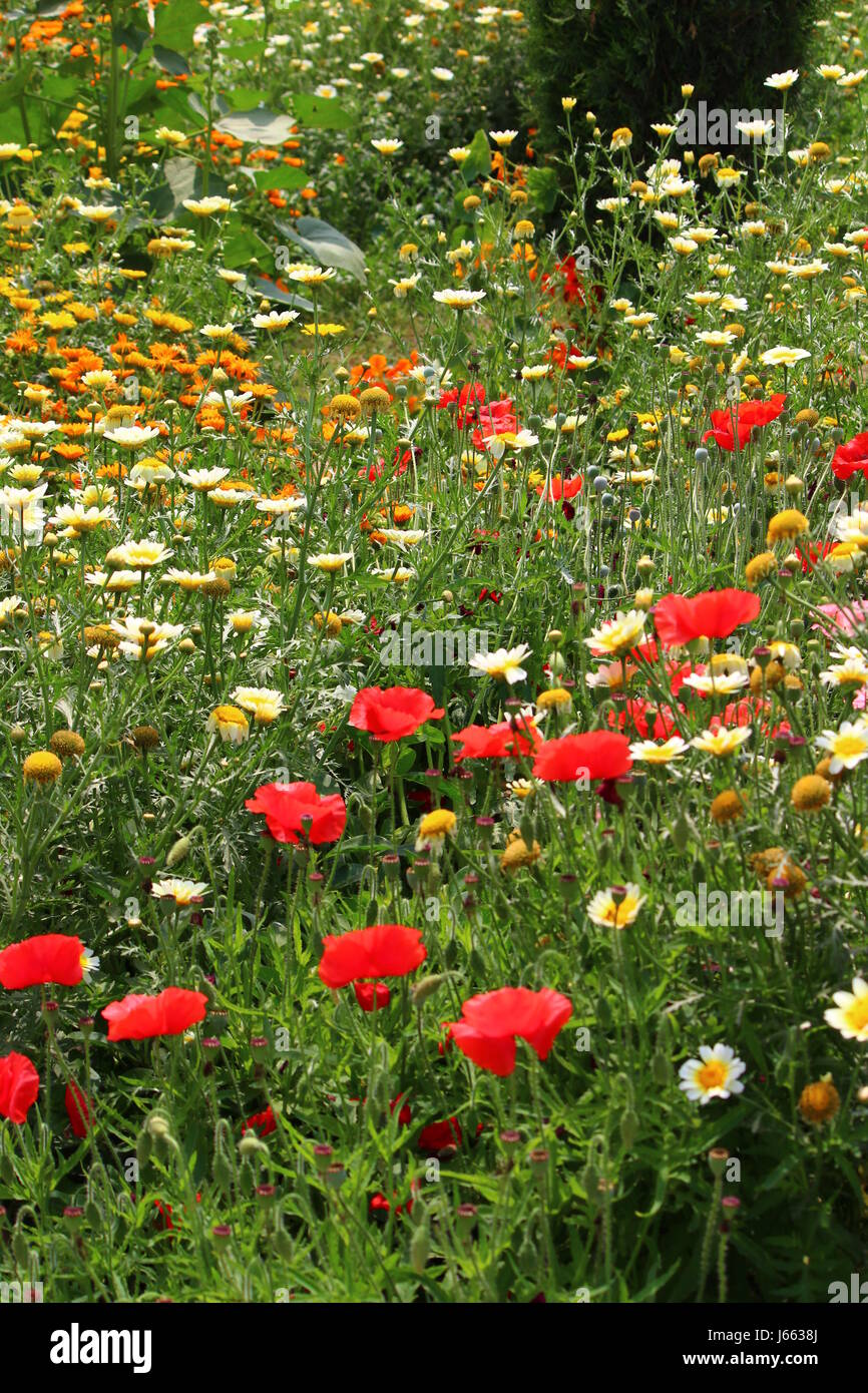 Colorful spring flowers at Japanese Park, Rohini, Delhi, India Stock ...