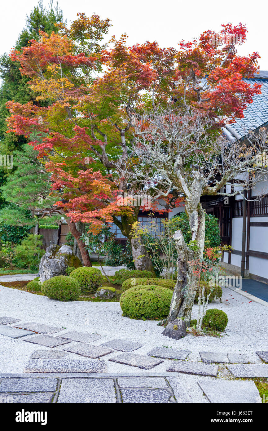 Japanese red maple tree during autumn in garden at Enkoji temple in Kyoto, Japan Stock Photo - Alamy