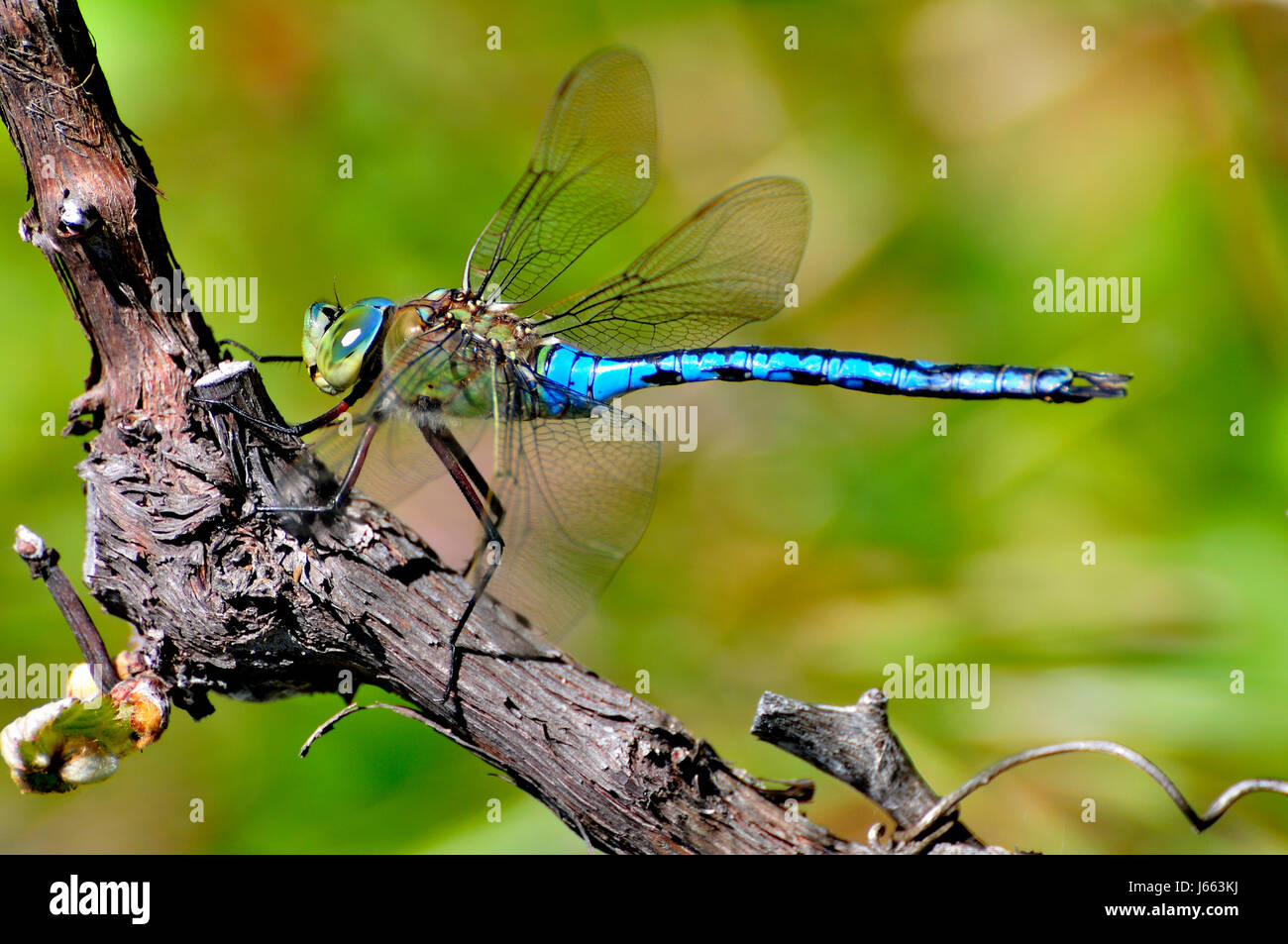 dragonfly in palmerian garden Stock Photo - Alamy