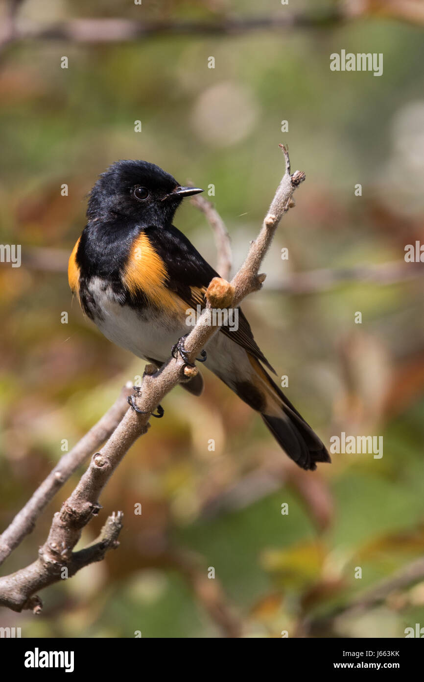 American redstart hi-res stock photography and images - Alamy