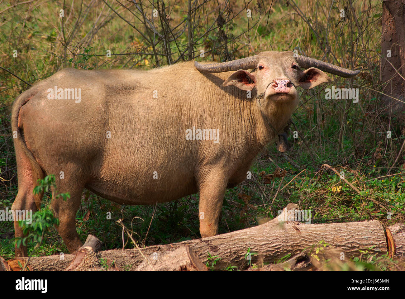 pet mammal asia bovine farm animal buffalo big large enormous extreme ...