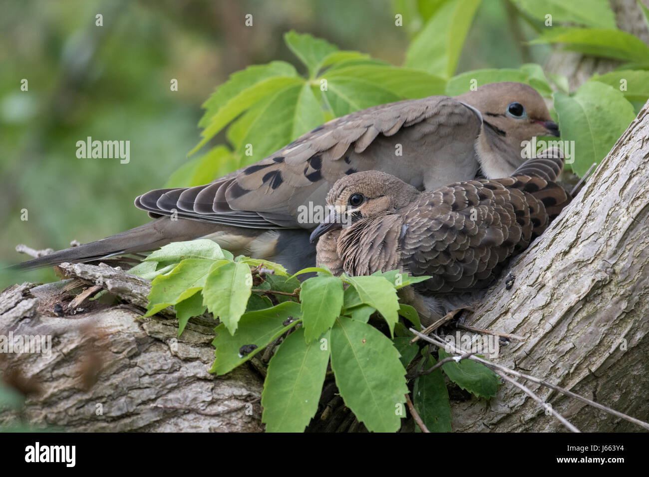 Mourning Dove nest with fledgling Stock Photo - Alamy