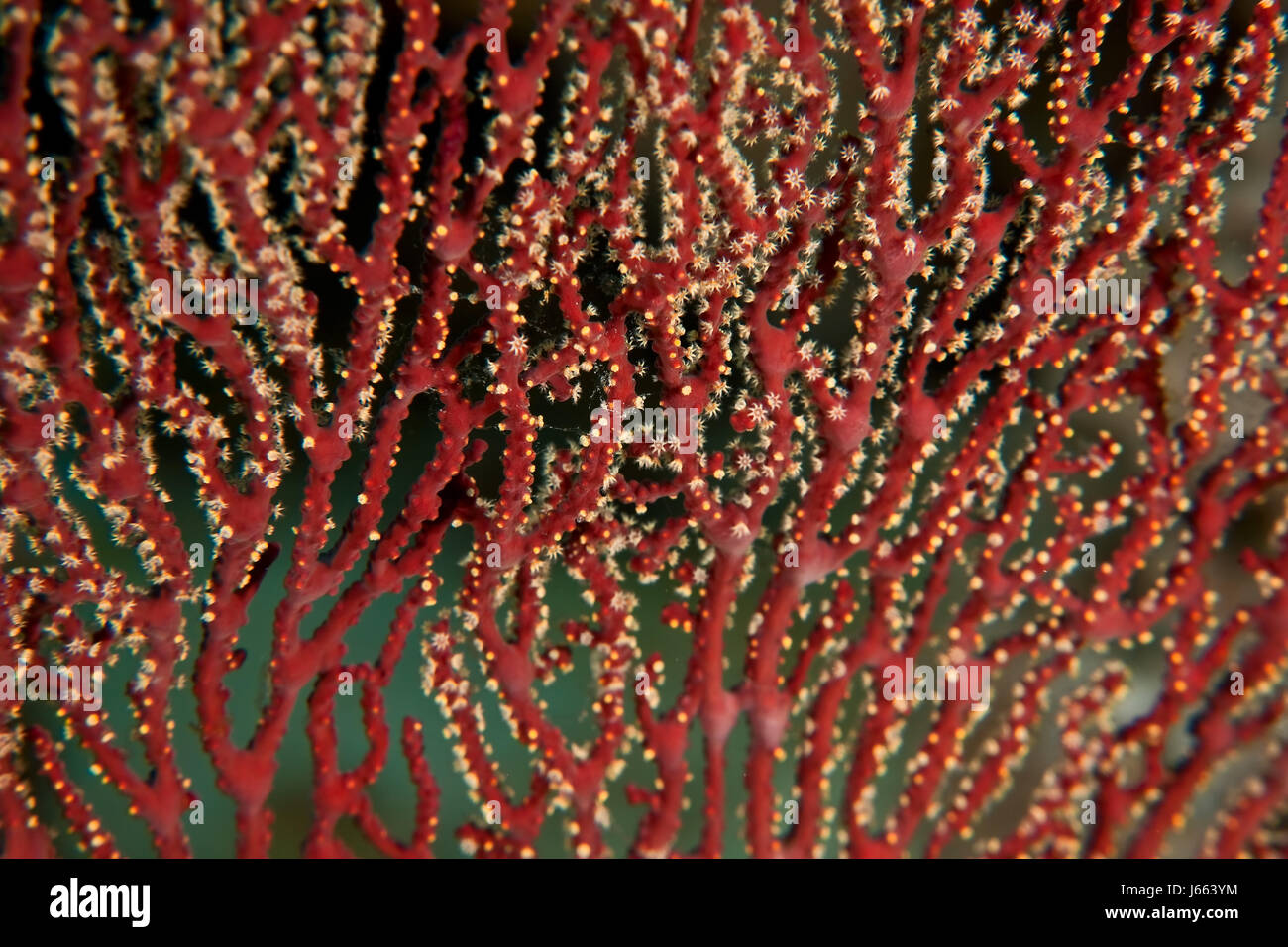 underwater backdrop background purity beauty water nature blue liquid ...