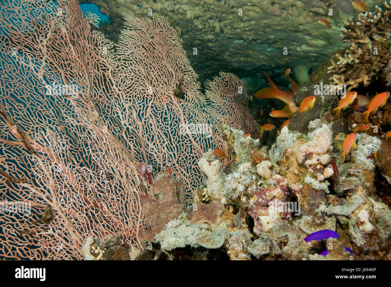 sunlight underwater tropical reef shine shines bright lucent light ...