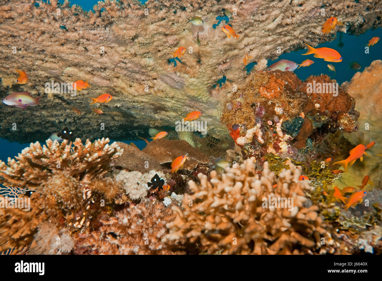 sunlight underwater tropical reef shine shines bright lucent light ...