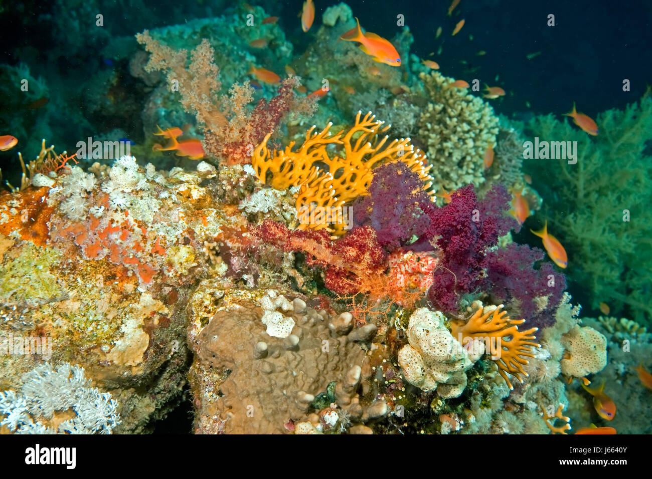 sunlight underwater tropical reef shine shines bright lucent light ...