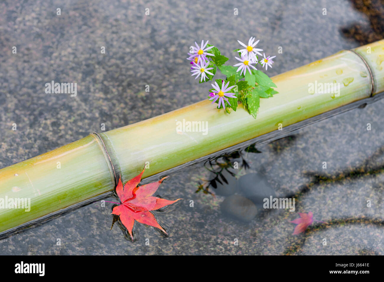 Bamboo, flowers, and red maple leaf in a chozubachi or water basin used ...