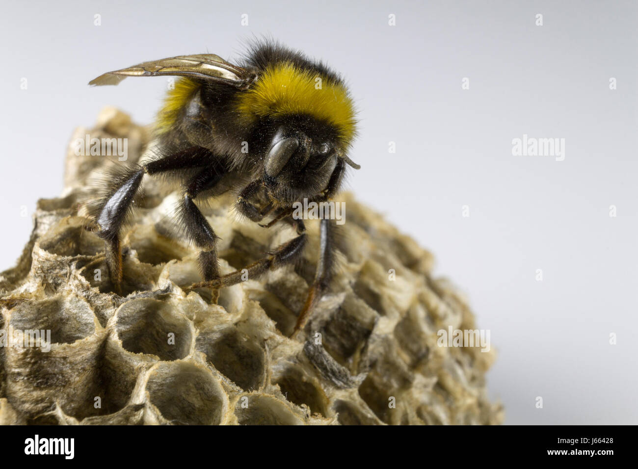 Bumblebee nest hi-res stock photography and images - Alamy