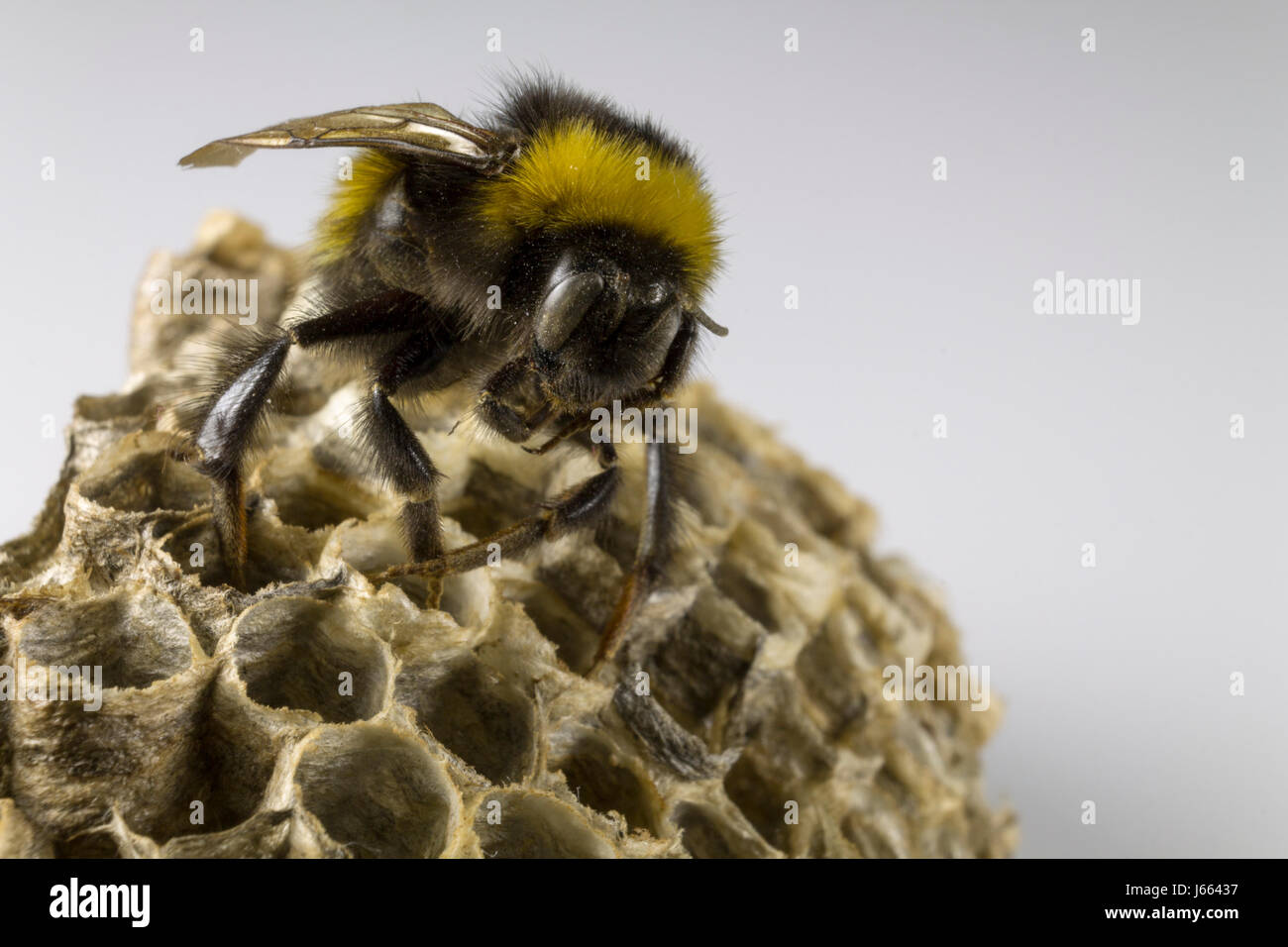 Bumblebee nest hi-res stock photography and images - Alamy