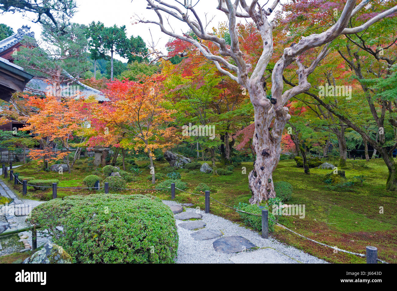 Japanese red maple tree during autumn in garden at Enkoji temple in ...