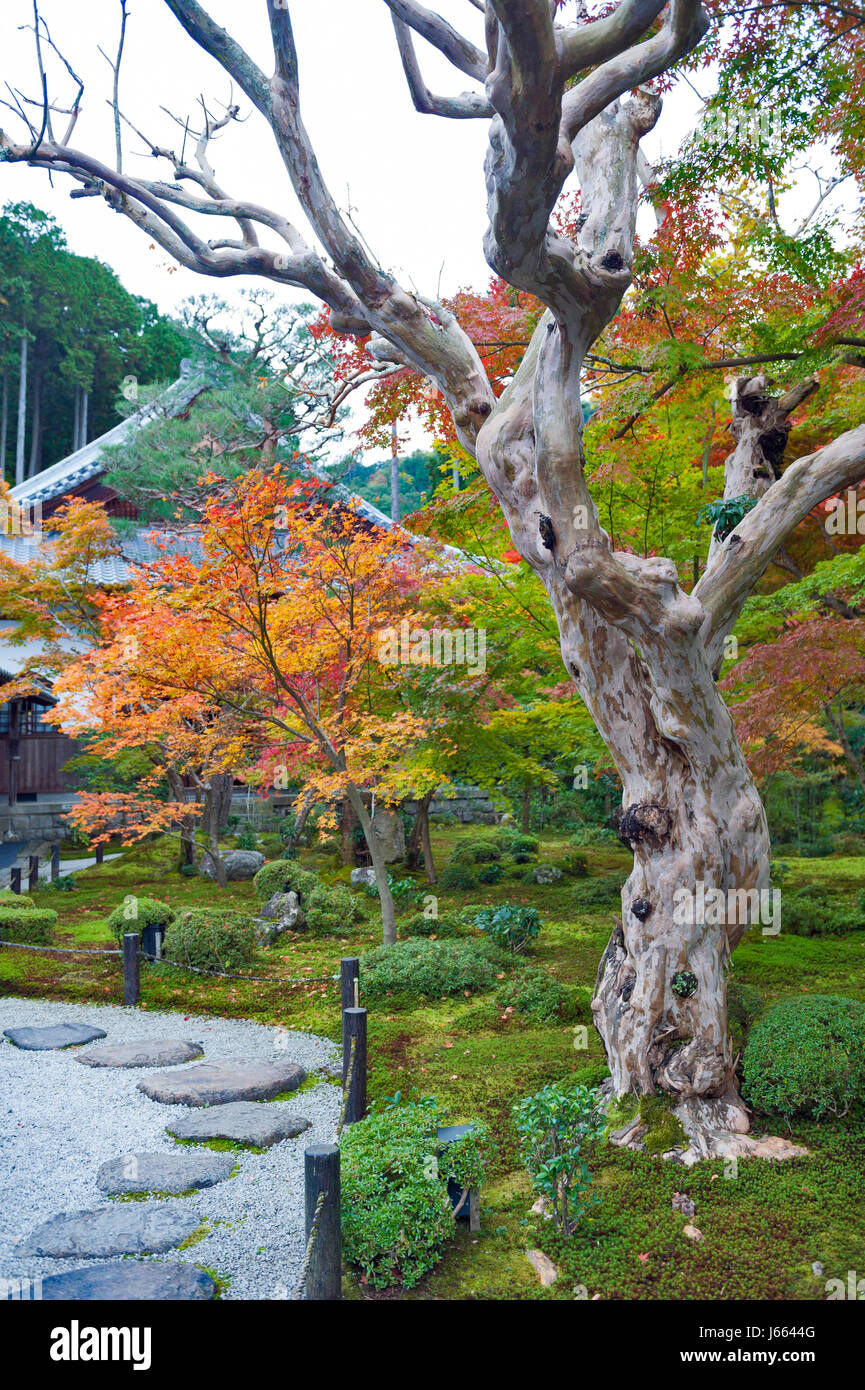 Japanese red maple tree during autumn in garden at Enkoji temple in ...