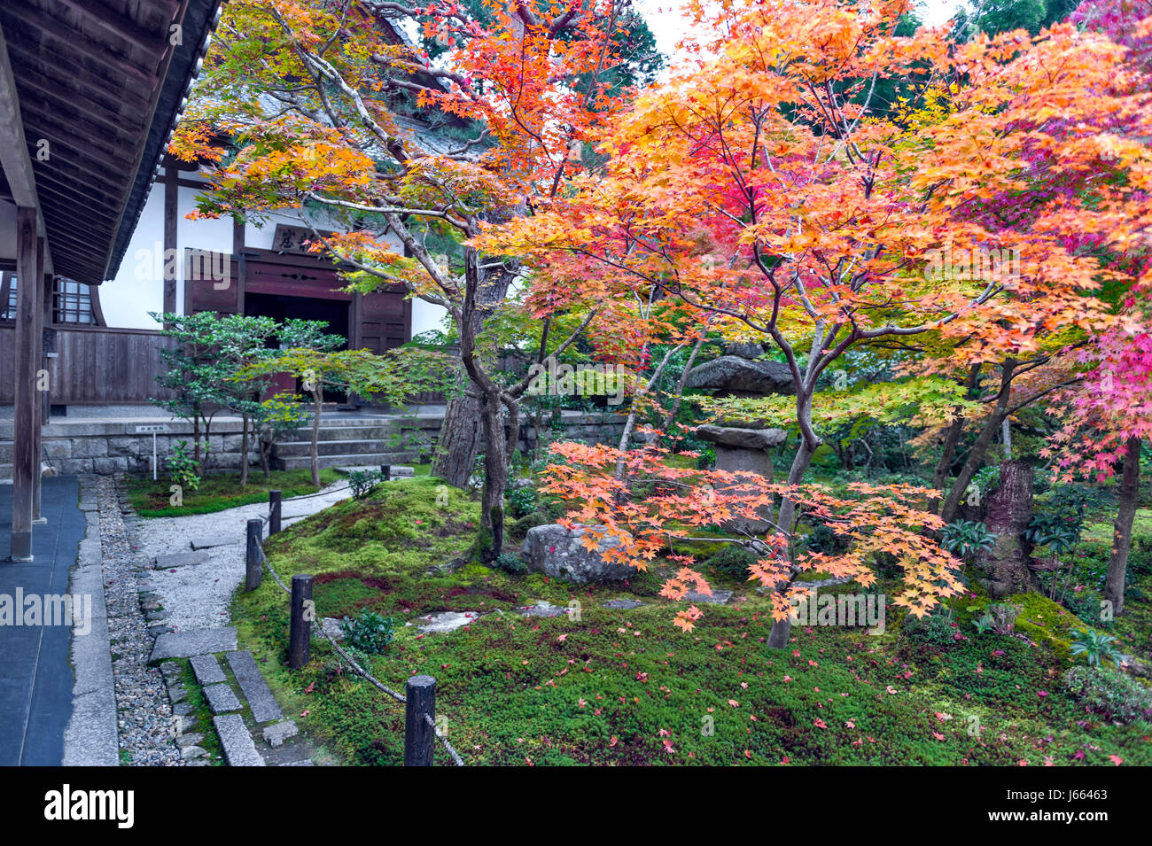 Japanese red maple tree during autumn in garden at Enkoji temple in ...