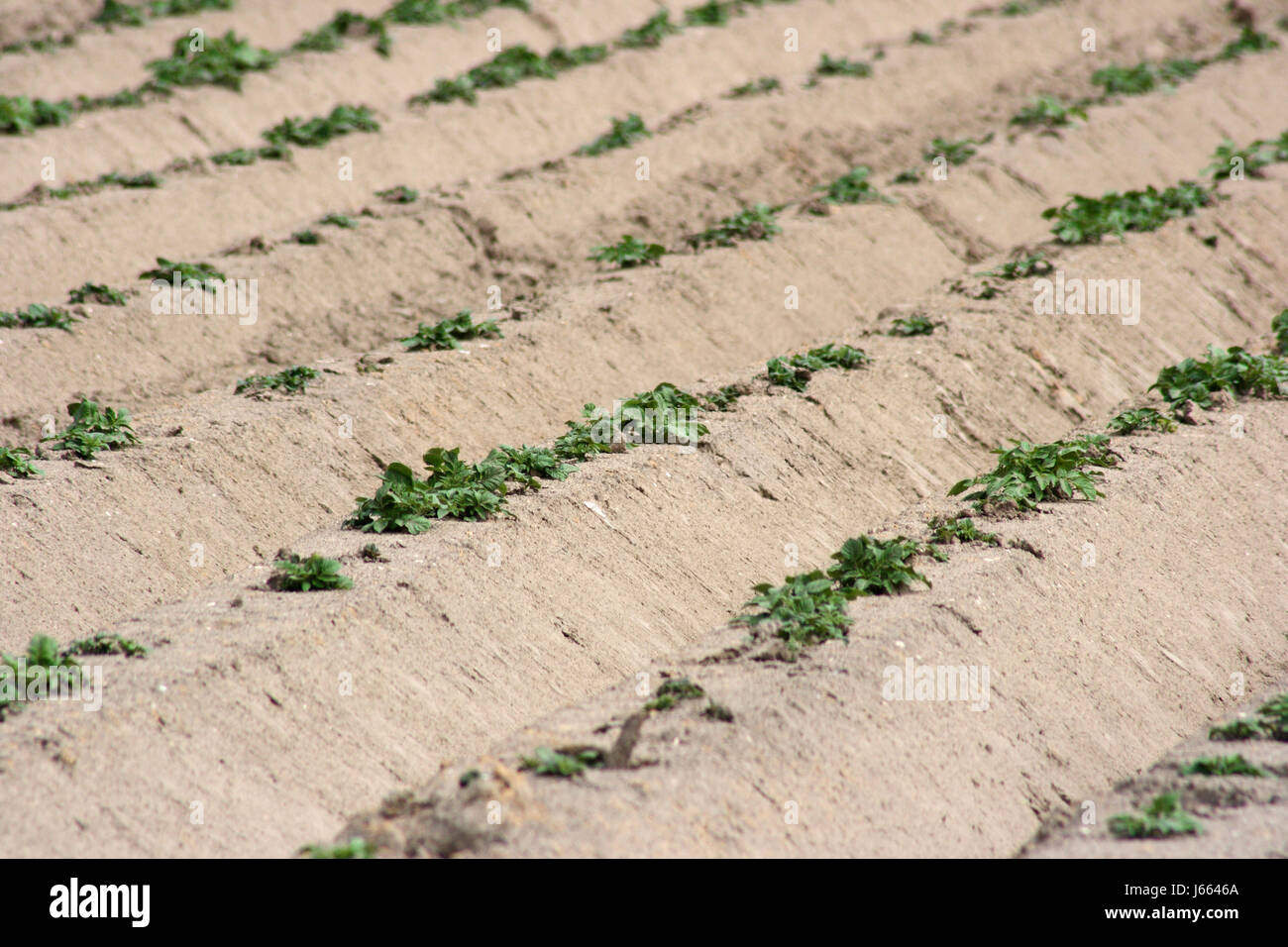 agriculture farming field acre vegetable cultivation furrow cultivate ...
