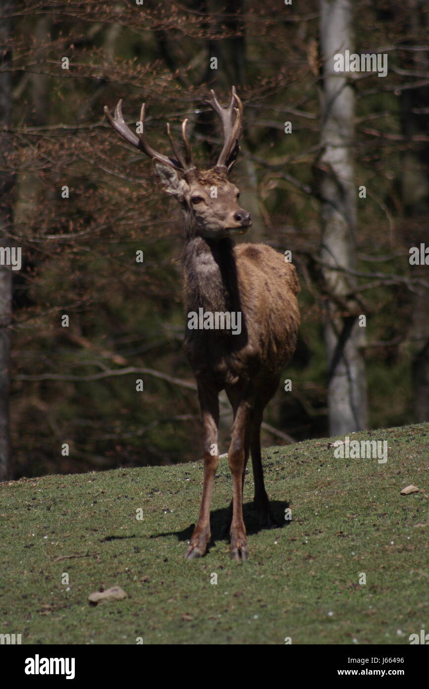 creature horns deer ruminant hart stag tree trees hunt shy meadow ...