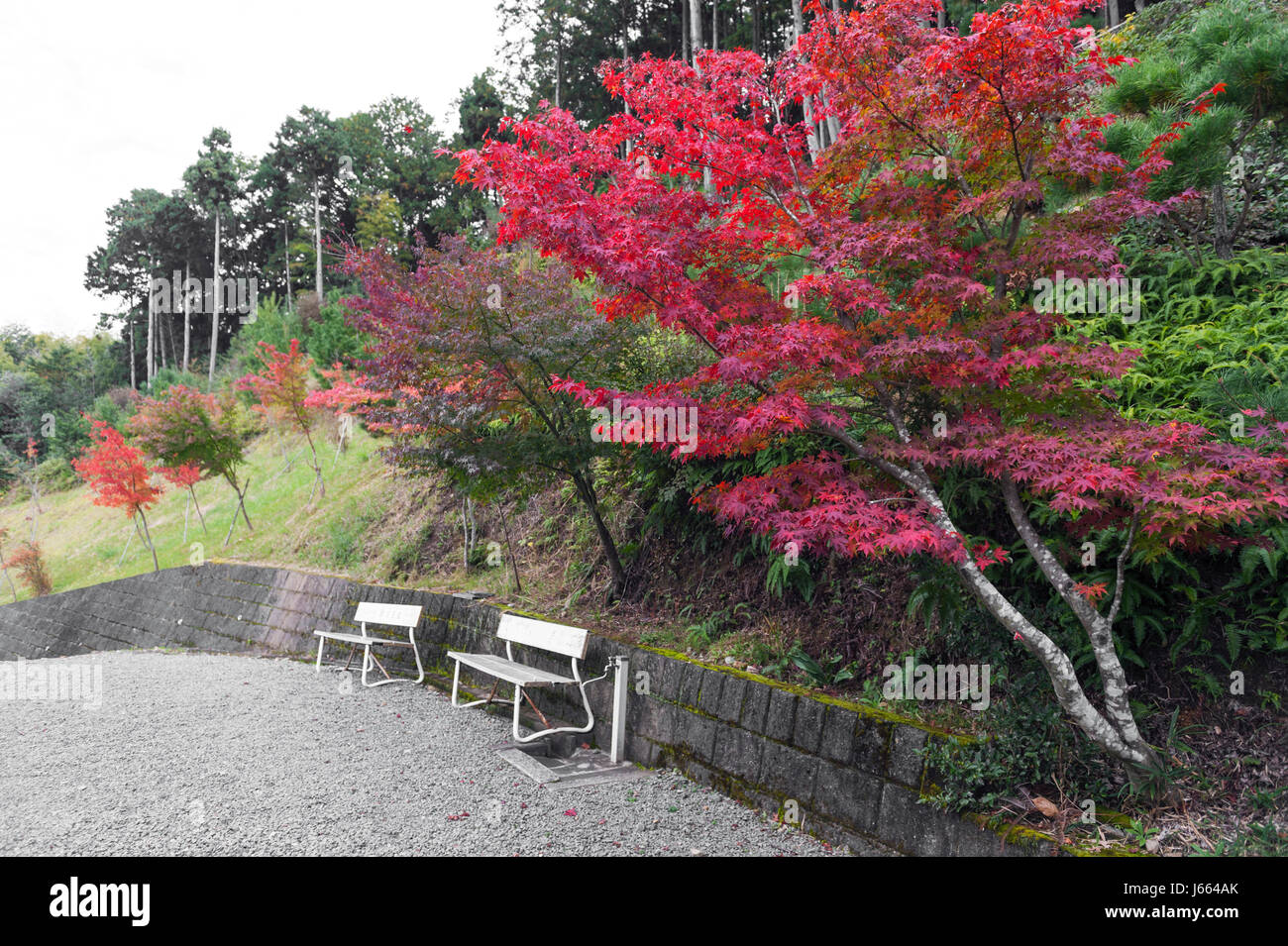 Two empty white benches in a garden with Japanese maple tree during ...