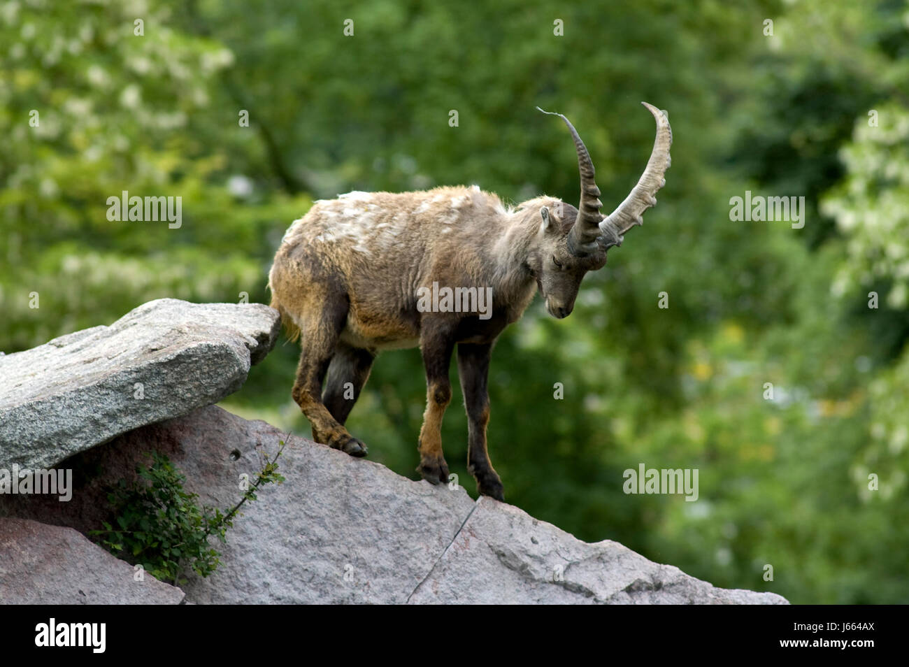 Alpine ibex ears hi-res stock photography and images - Alamy