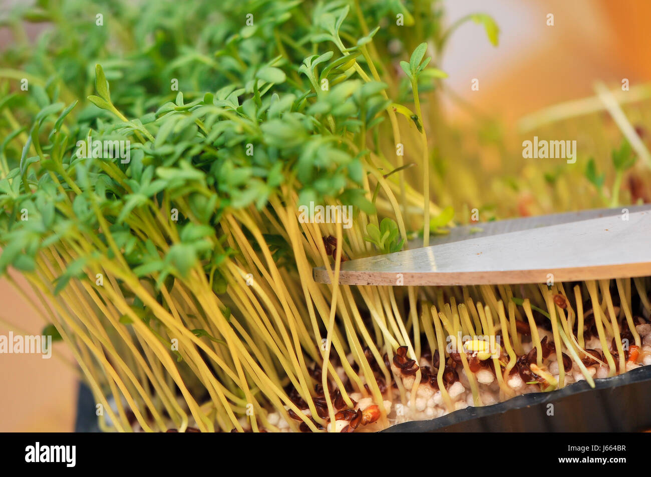 kitchen cuisine scissors scissor cress divide fresh healthy garden ...