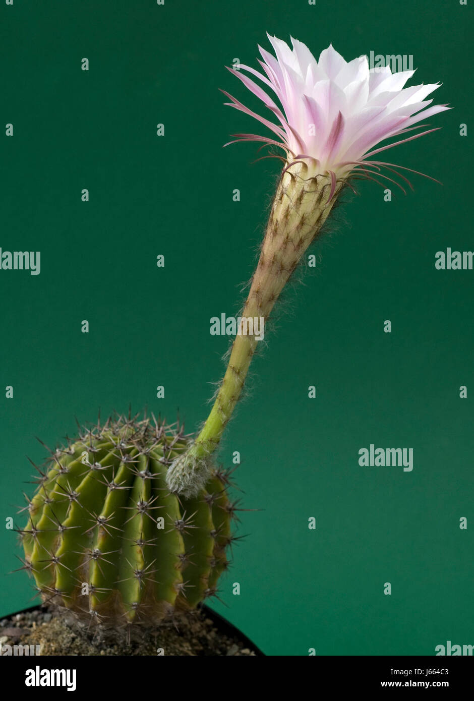 bloom blossom flourish flourishing blank european caucasian cacti ...