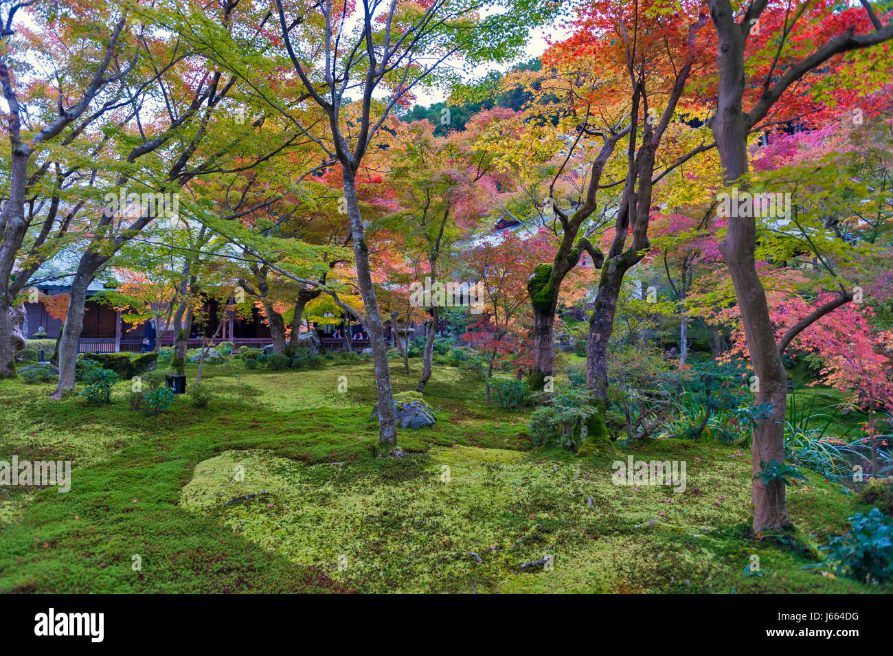 Japanese red maple tree during autumn in garden at Enkoji temple in ...