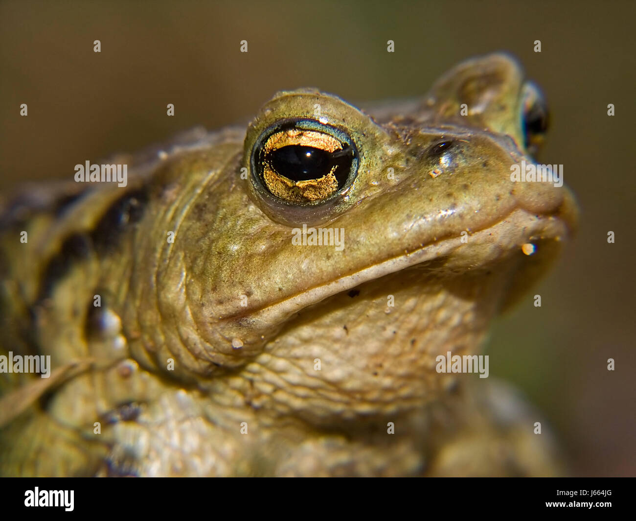 toad solo head portrait 002 Stock Photo - Alamy