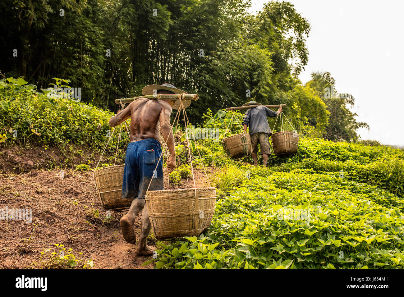 Two farmers pick baskets in the field Stock Photo - Alamy