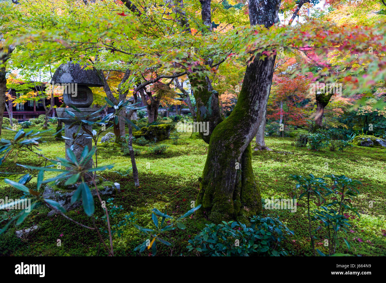 Japanese red maple tree during autumn in garden at Enkoji temple in ...