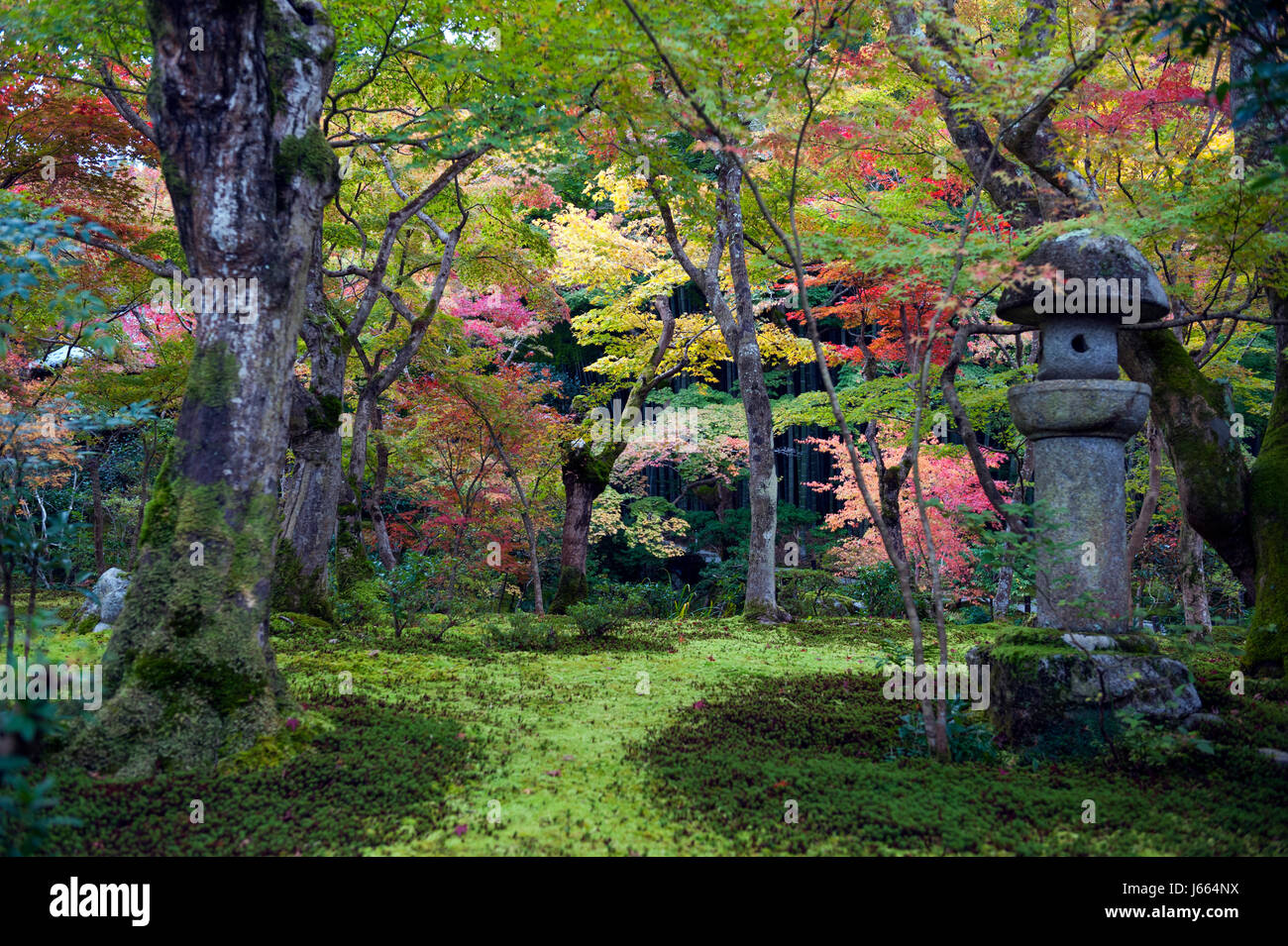 Japanese maple tree during autumn in a garden in Kyoto, Japan Stock ...