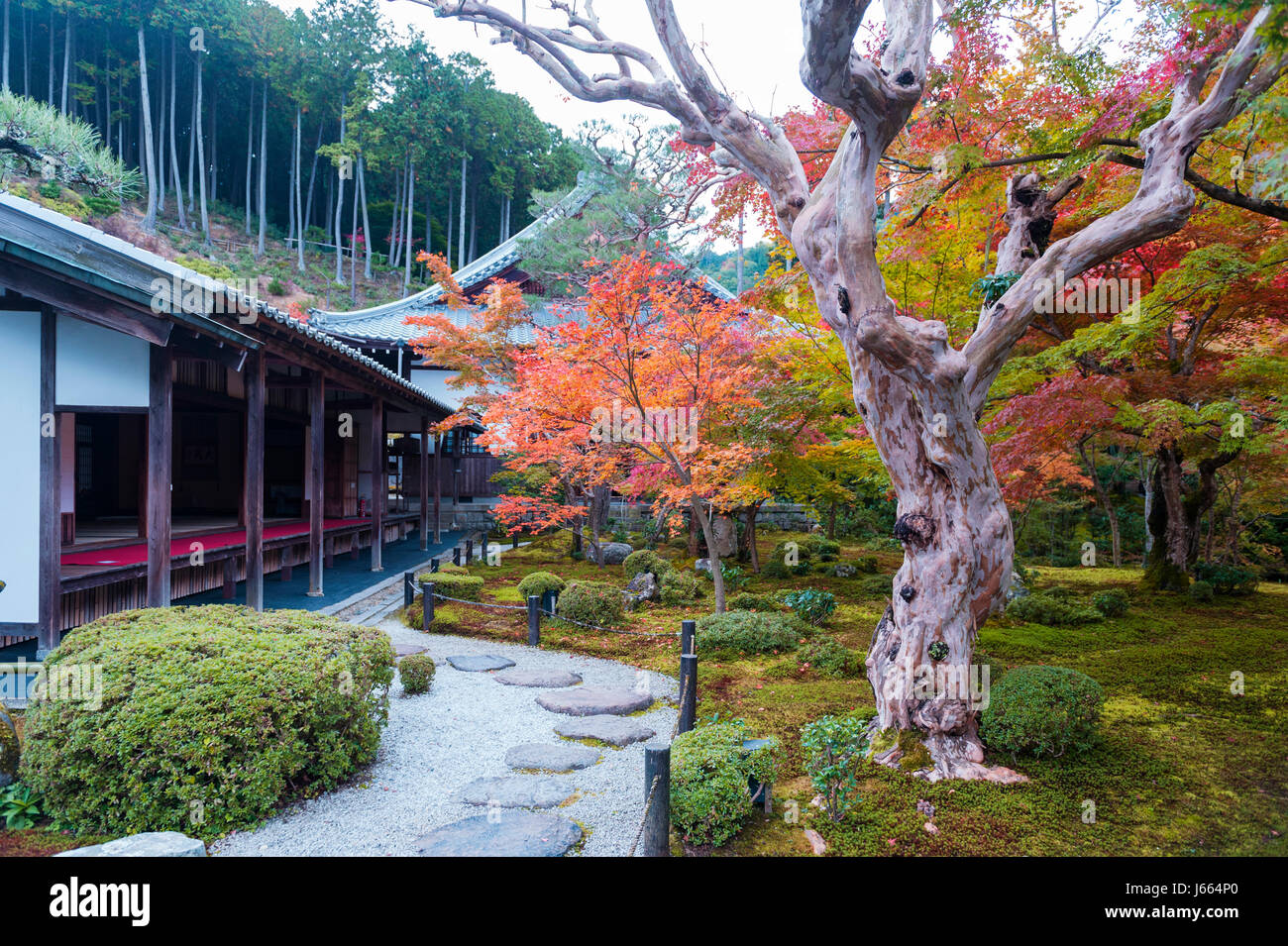 Japanese red maple tree during autumn in garden at Enkoji temple in ...