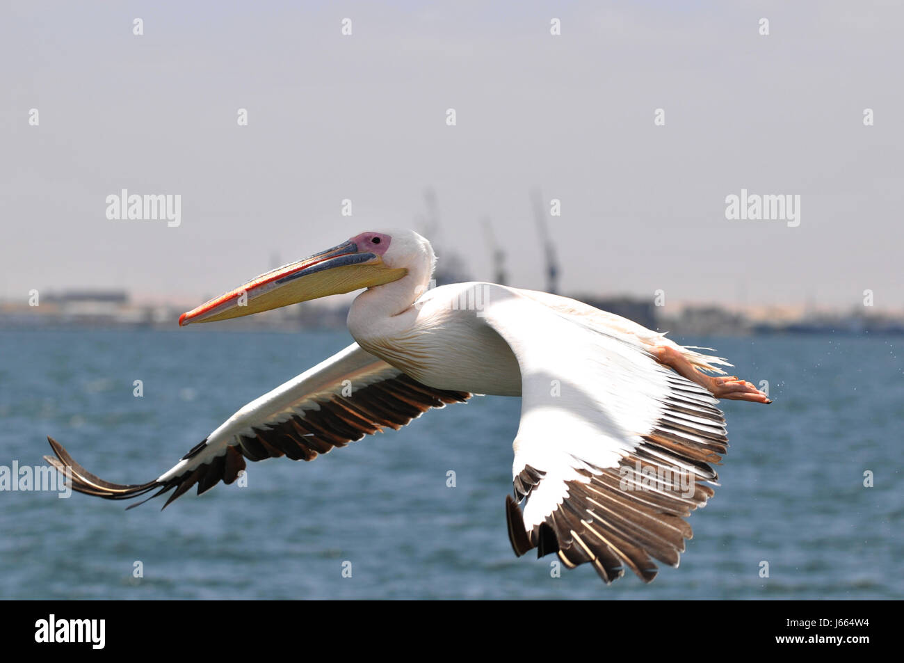 bird africa animals birds feathers beak wildlife beaks fly flies flys ...