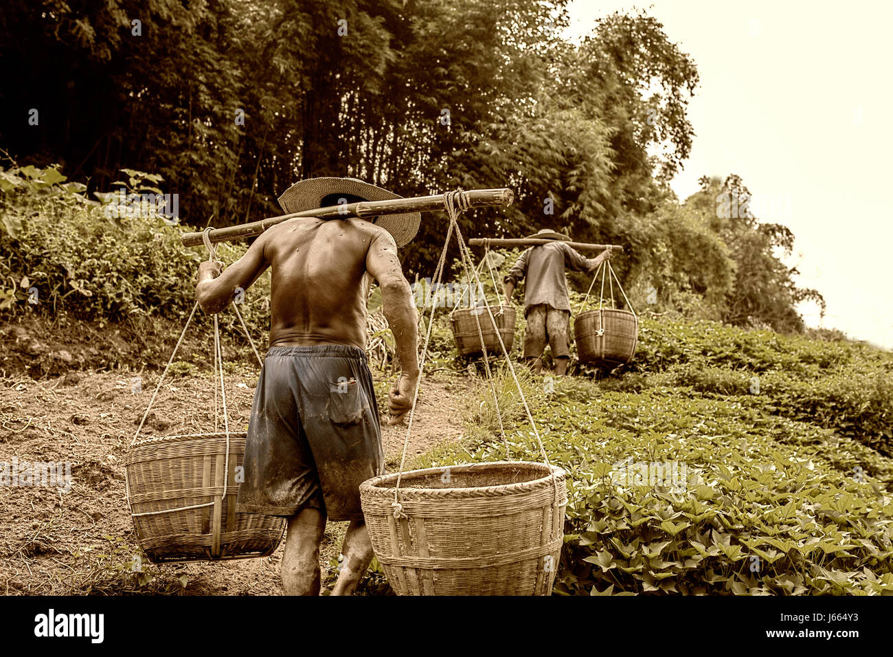 Two farmers pick baskets in the field Stock Photo - Alamy