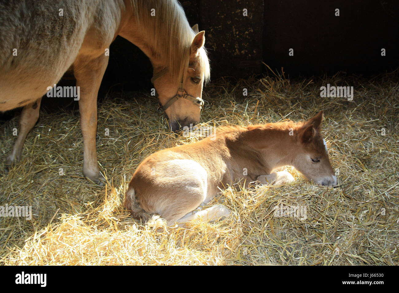Straw horse hi-res stock photography and images - Alamy