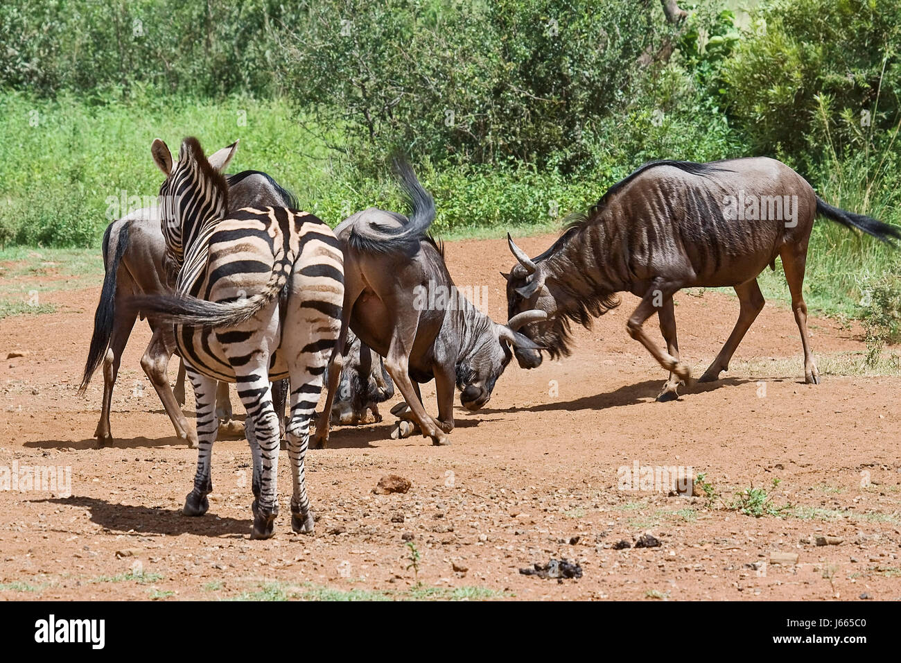 Conflict horse hi-res stock photography and images - Alamy