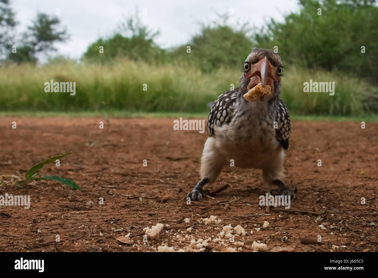 bird africa birds eyes scariness shock toucan travel flight animal bird ...