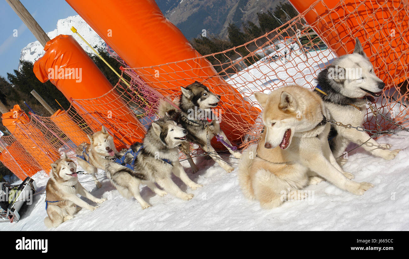 huskies front carriage Stock Photo - Alamy