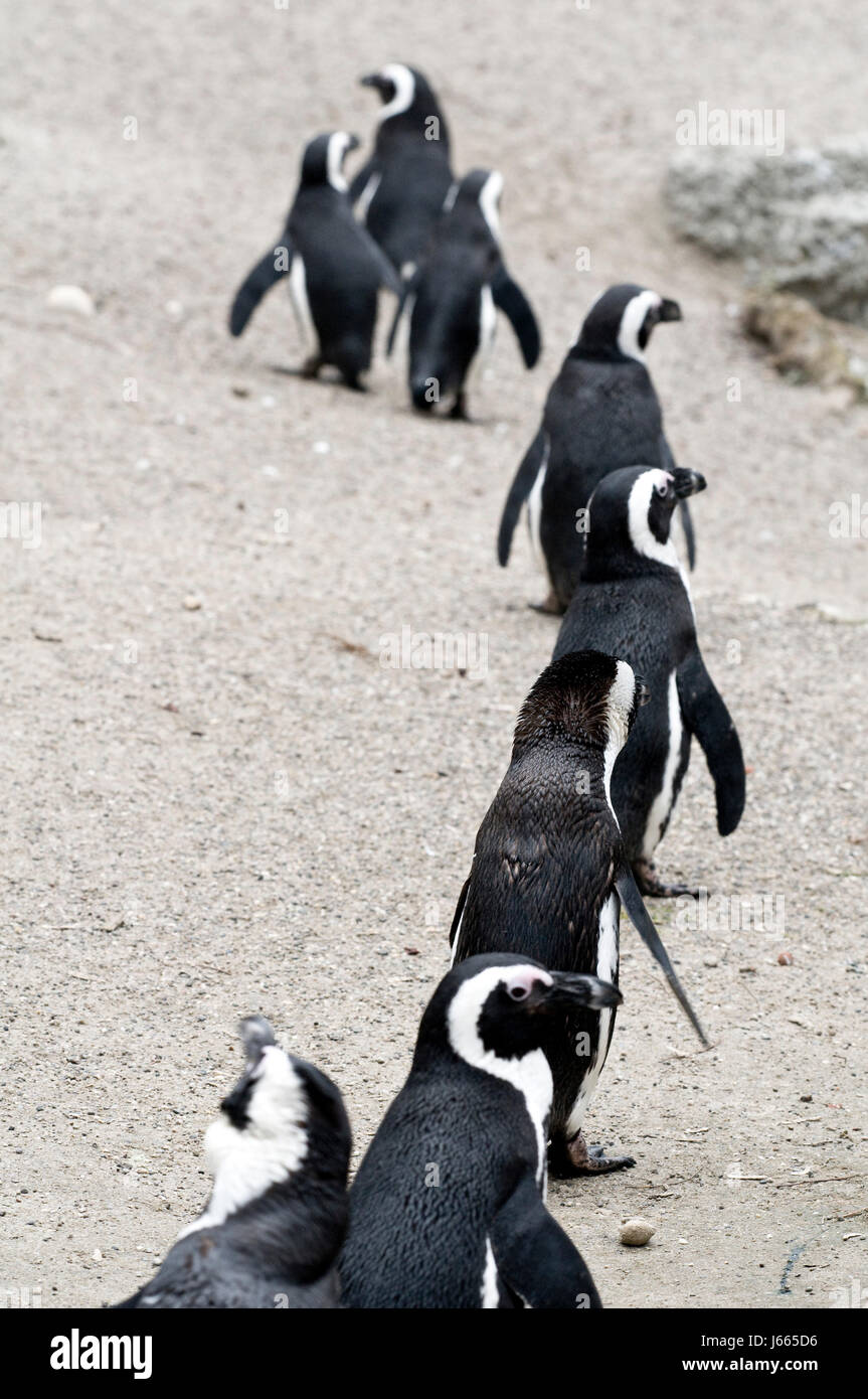 penguin fauna penguin outside deserted nature brillenpinguin ...