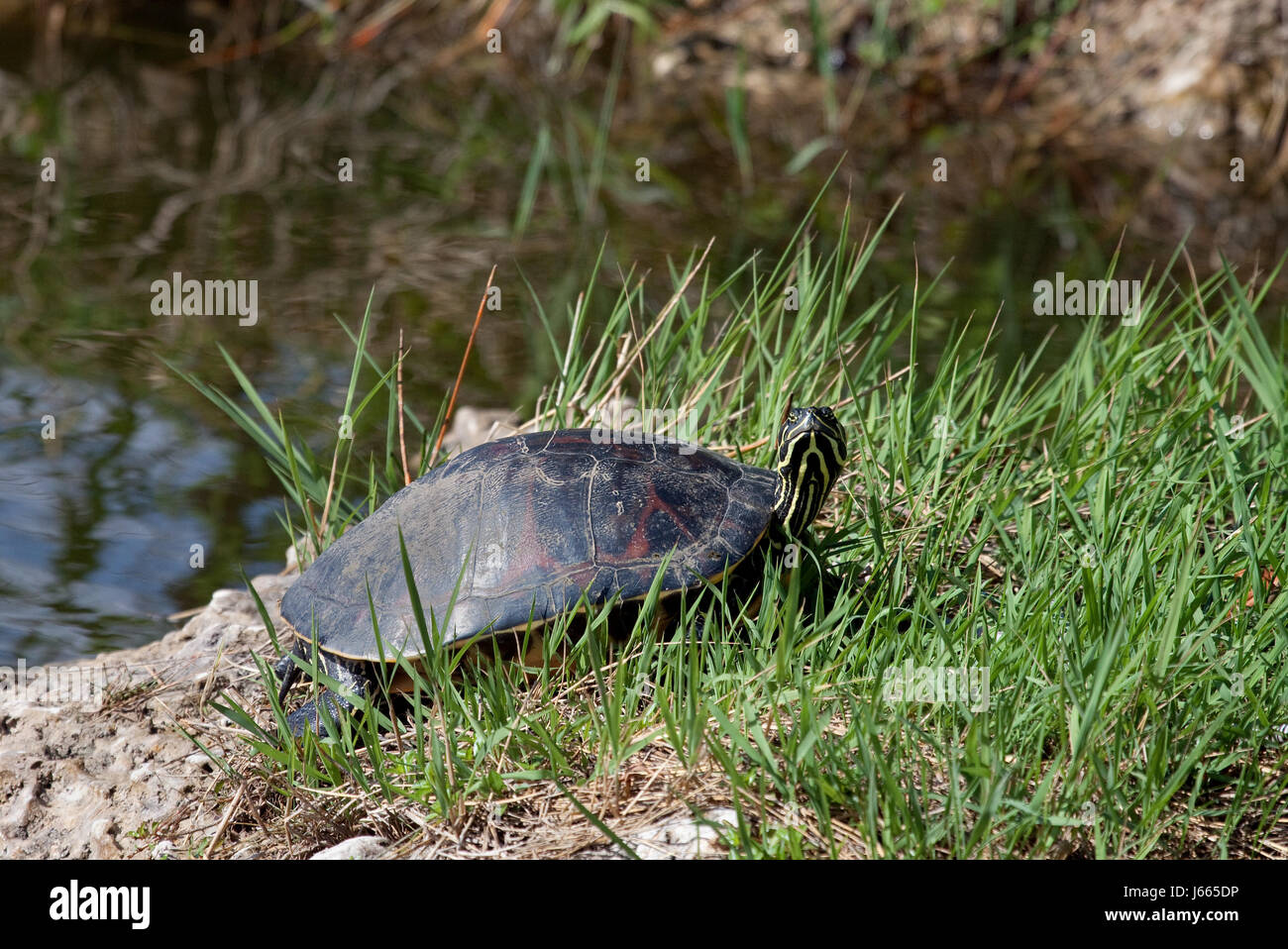 reptile amphibian wildlife tropical turtle tortoise slow speed velocity ...