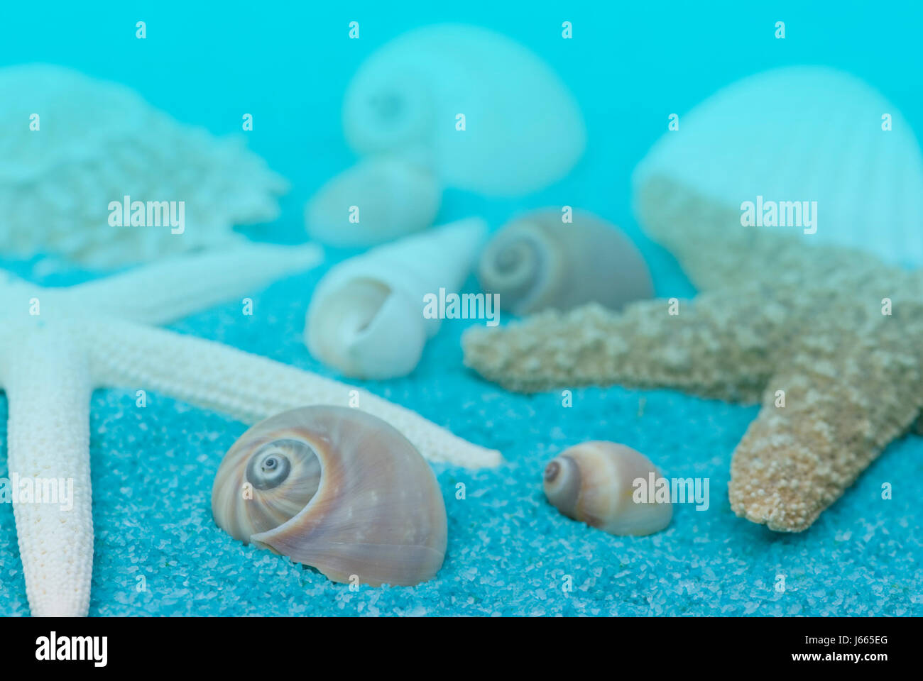 blue detail shell underwater starfish sands sand nature blue maritime ...